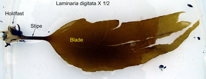 Laminaria Microscope